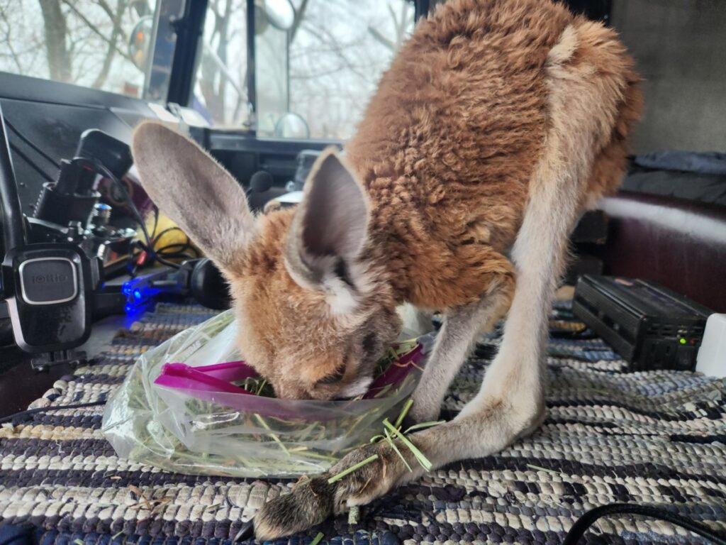"It's worth it if it makes someone's day" — Texas trucker with kangaroo ...